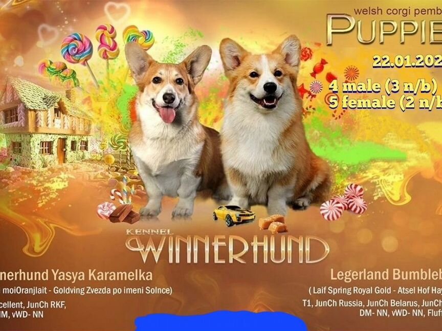 Щенки вельш-корги пемброк