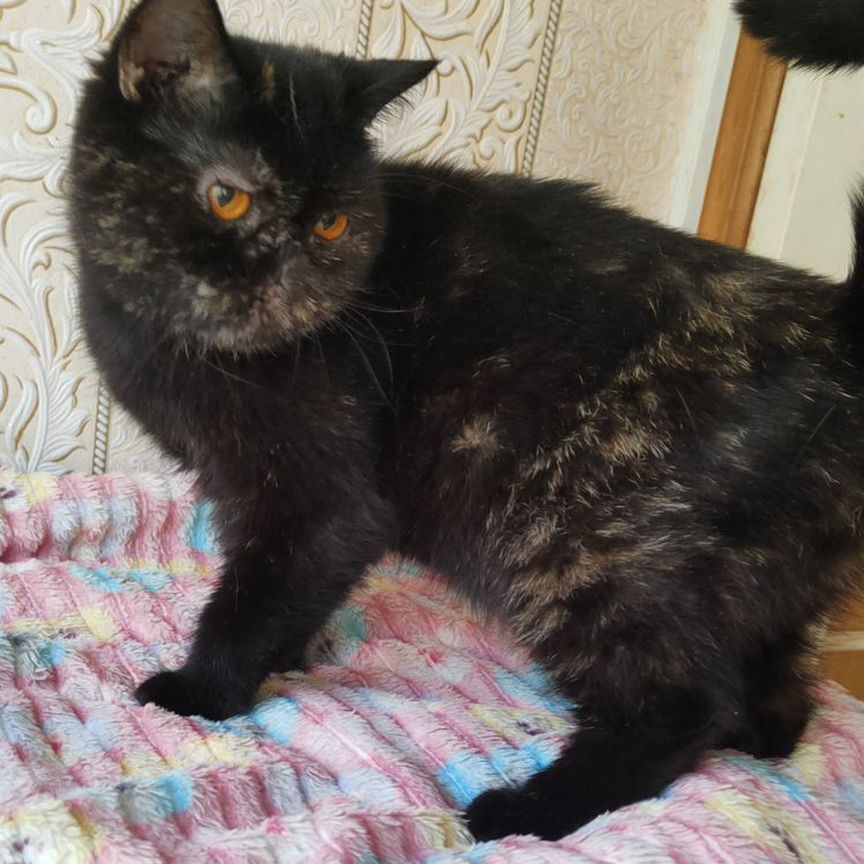 Красивая экзоточка Аиша