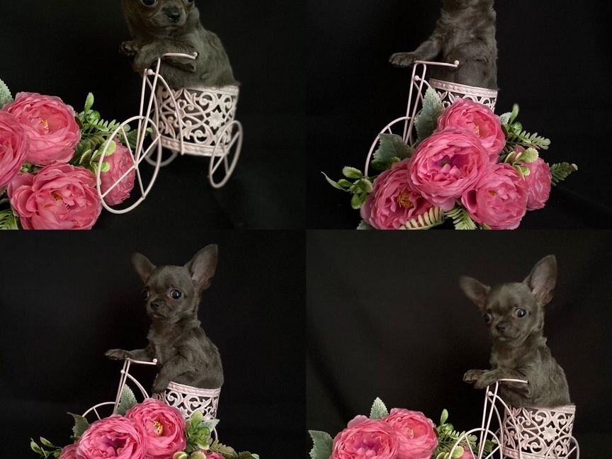 Чихуахуа мини