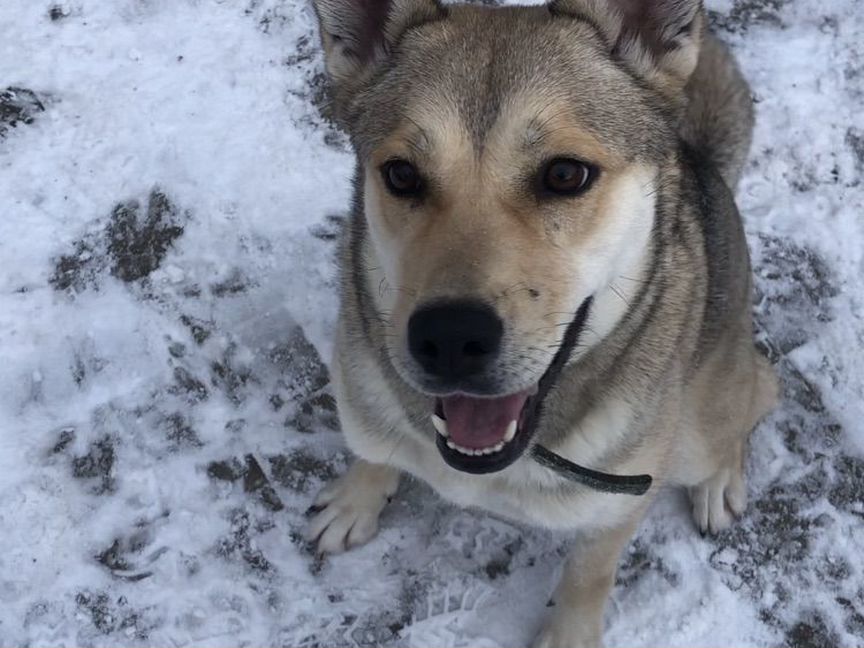 Собака в добрые руки отдам бесплатно