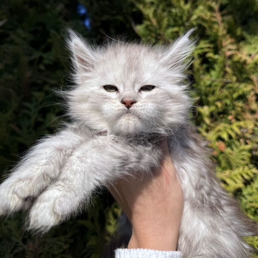 Мейн-кун котёнок