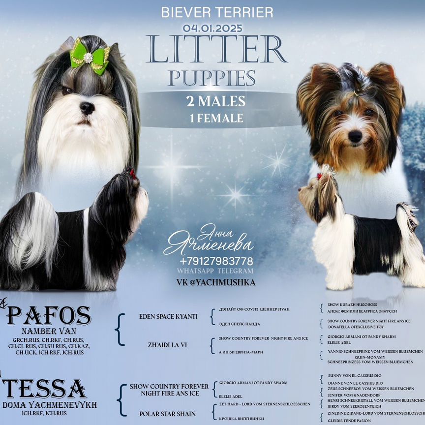 Бивер-йоркширский терьер, щенок