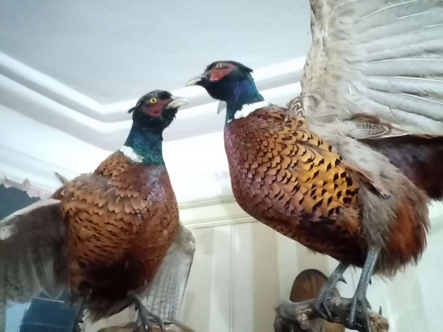 Пара Фазанов