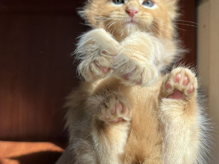 Котята мейн-кун