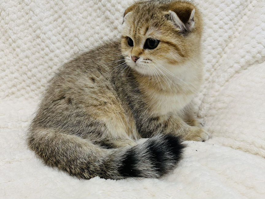Шотландский вислоухий котенок