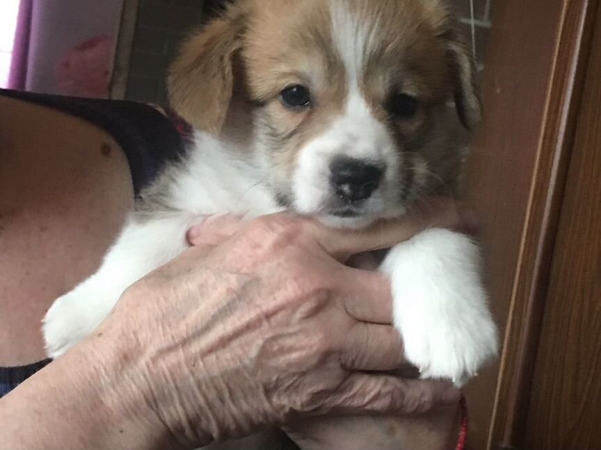 Щенок Вельш Корги Пемброк