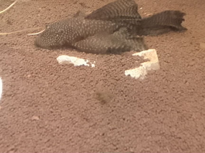 Анциструс вуалевый