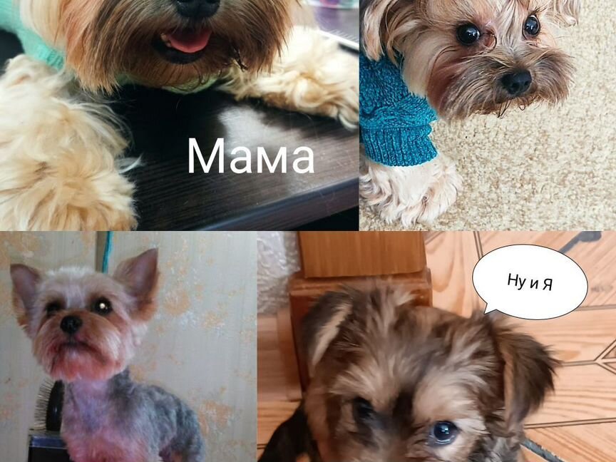 Йоркширский терьер щенок девочка