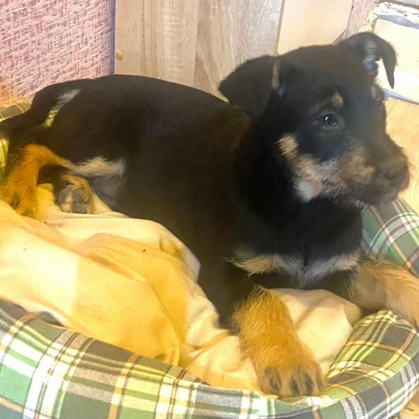 Щенок мальчик