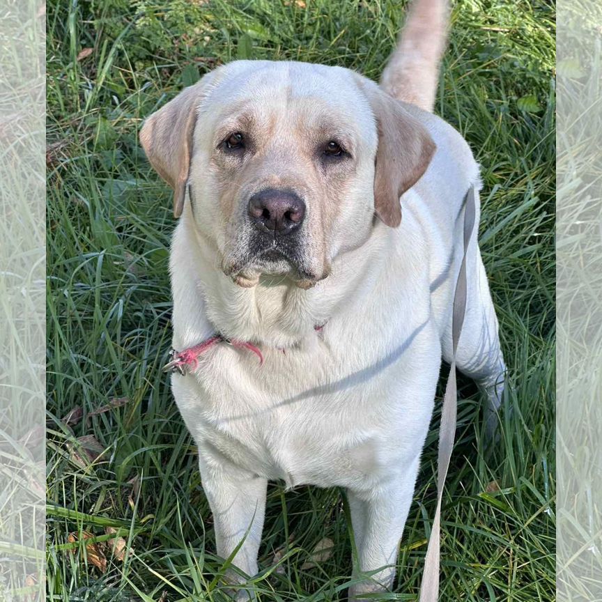 Золотой мальчик