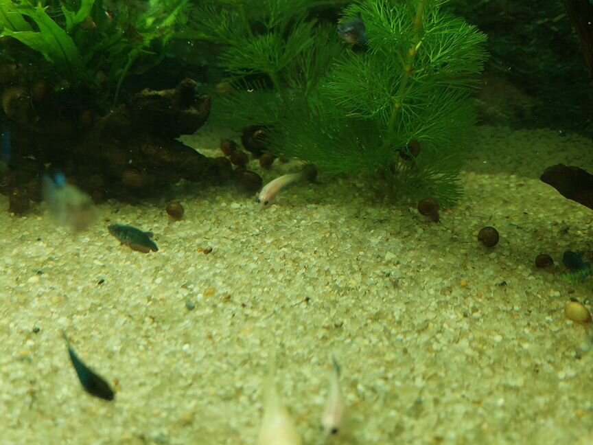 Мальки петушков (сиамские)