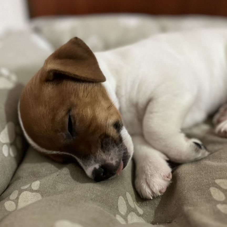 Джек-рассел-терьер, щенок