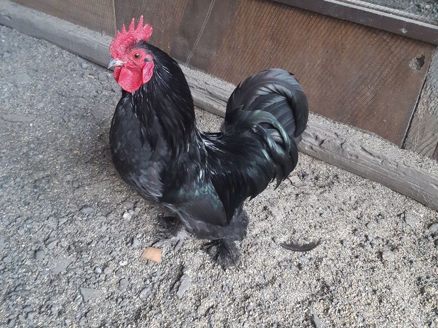 Карликов петуха и куры