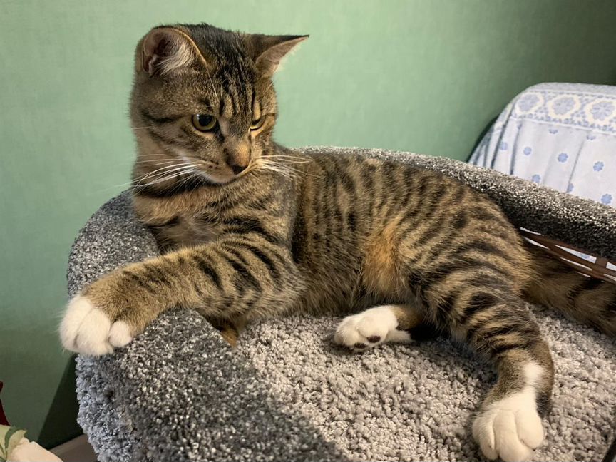 Очаровательный тигренок