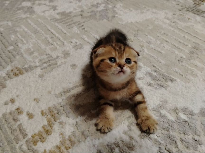 Шотландские котята