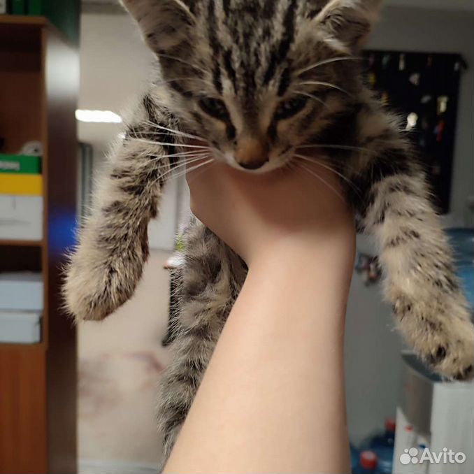 Котёнок азиатский табби