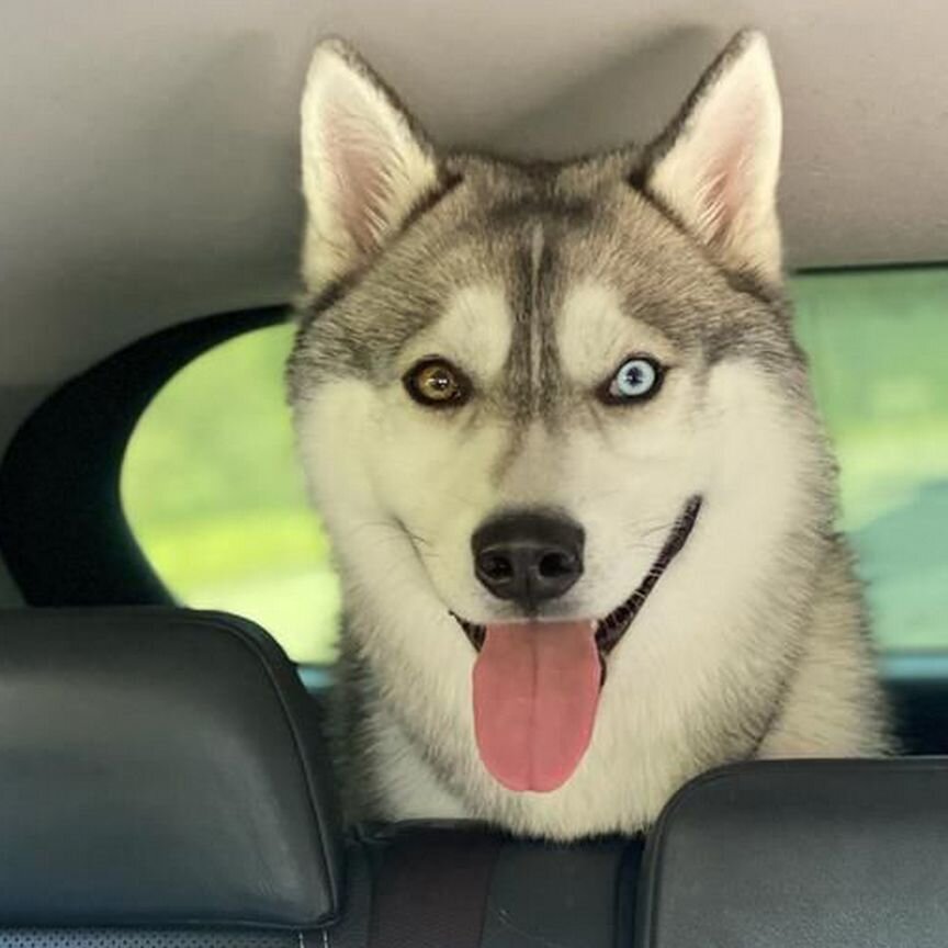 Сибирский хаски