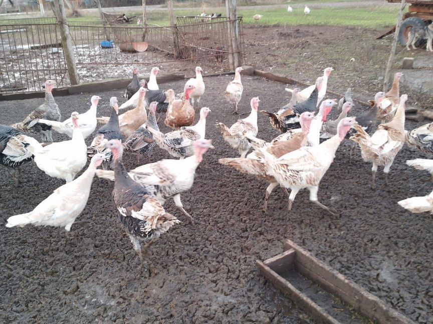 Индюки домашние