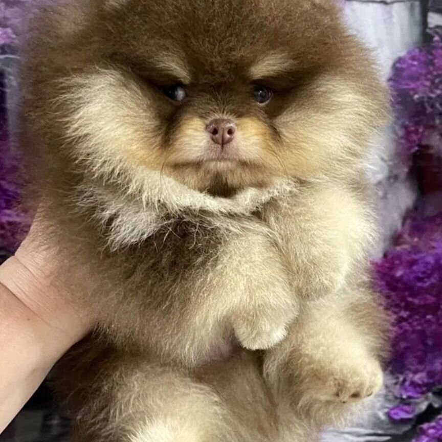 Меховой шоколадный комочек