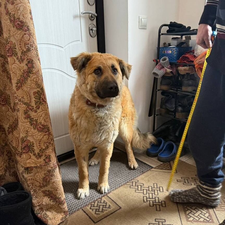 Собака в добрые руки бесплатно