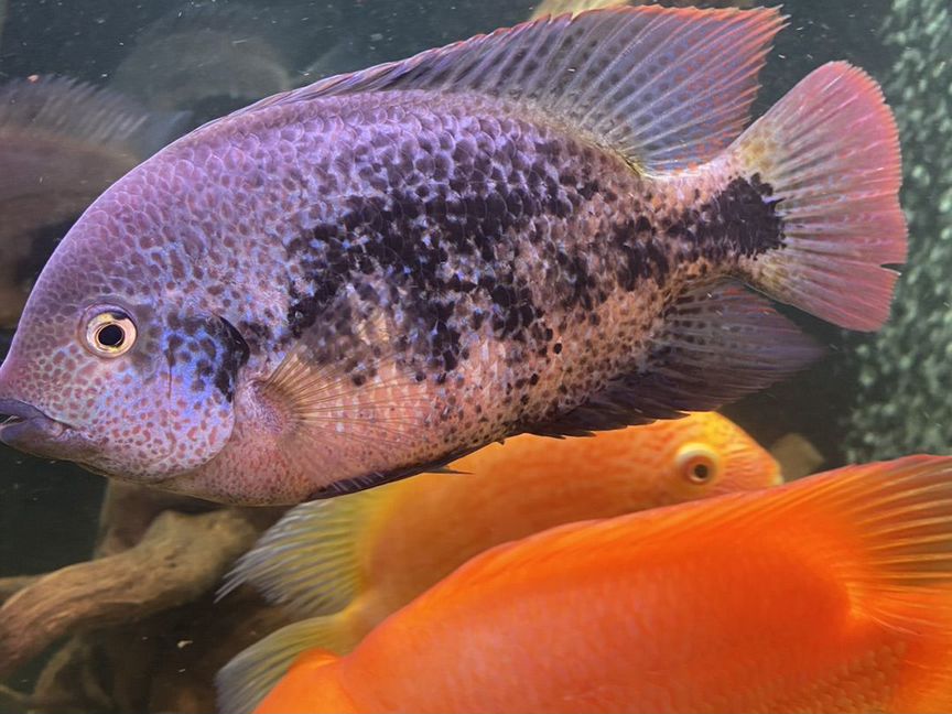 Вьеха гуттулата