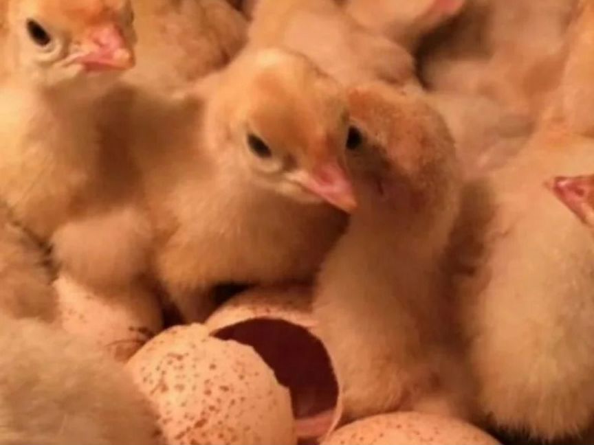 Индюшата Биг 6 вывод 29-30 марта