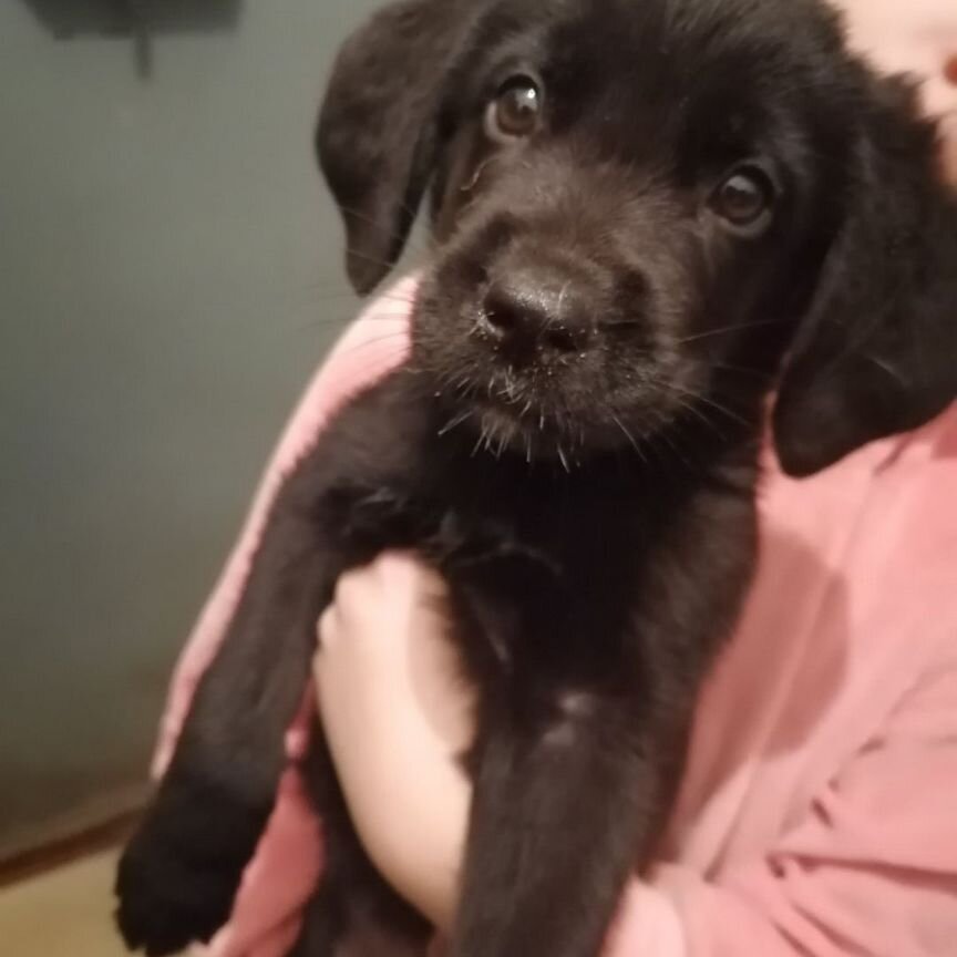 Щенок в добрые руки бесплатно