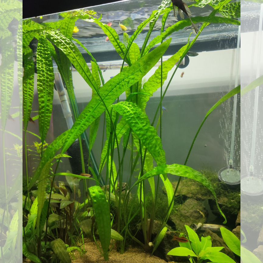 Криптокорина