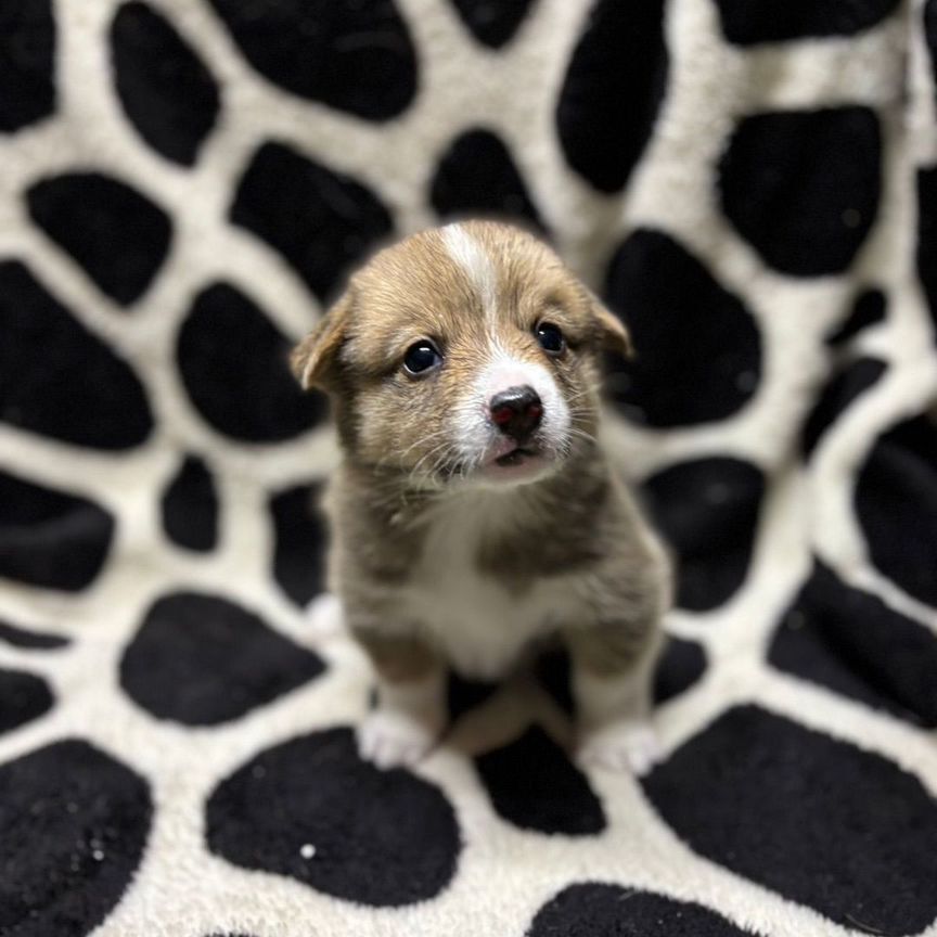 Вельш-корги пемброк