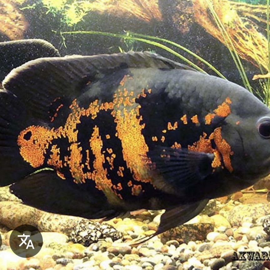 Рыба астронотус