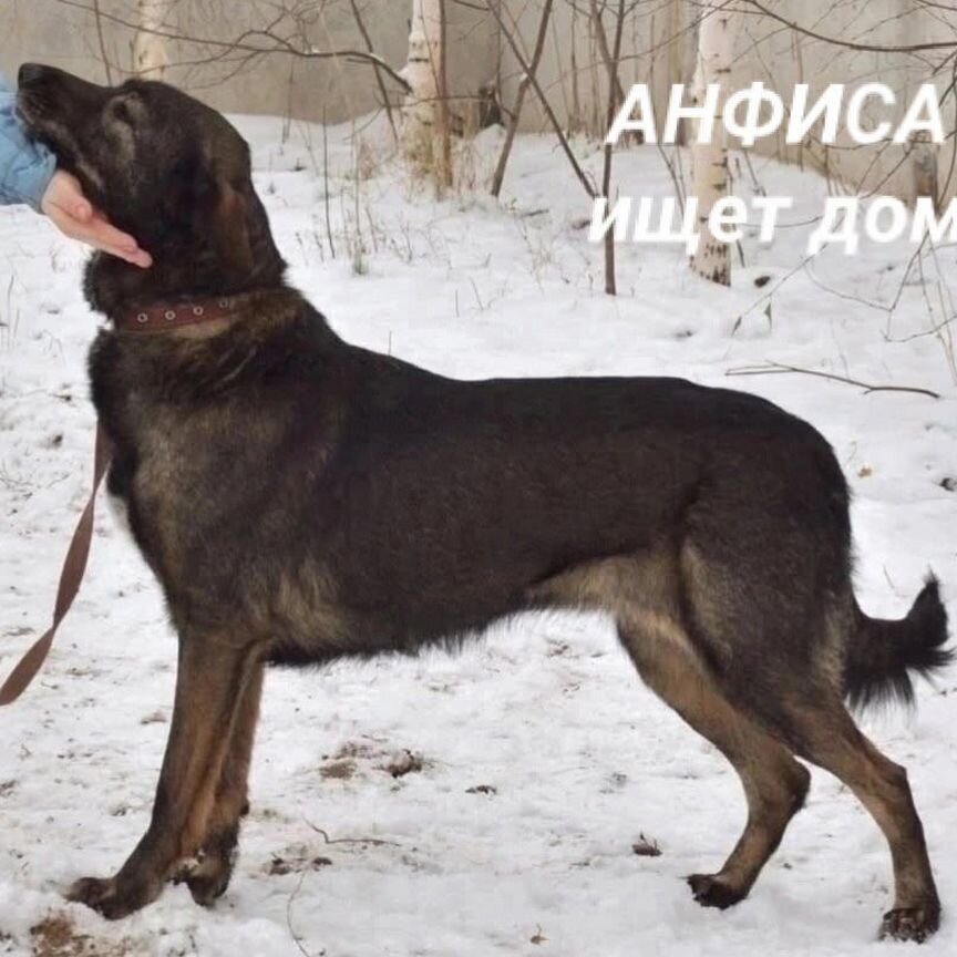 Взрослая собака в добрые руки