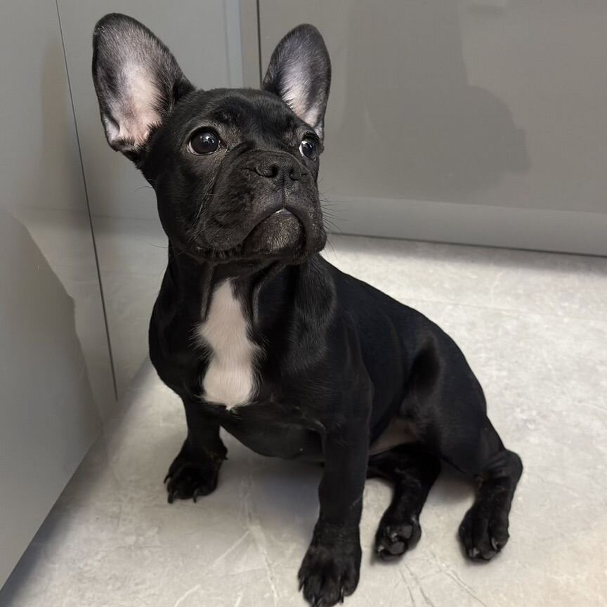 Французский бульдог, щенок