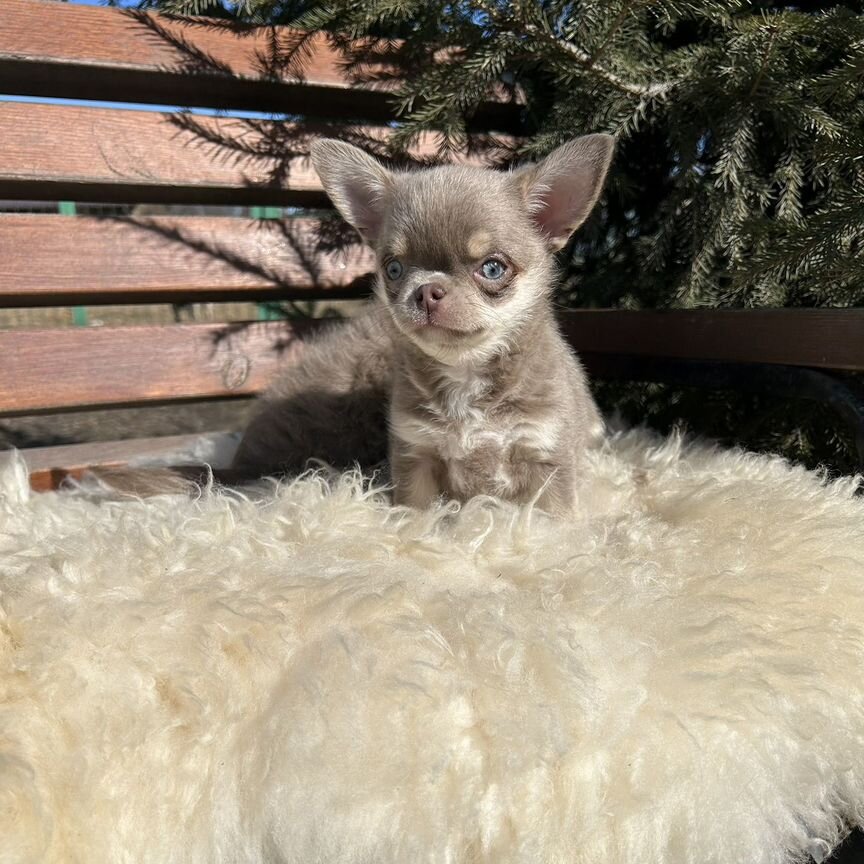 Настоящие чихуахуа