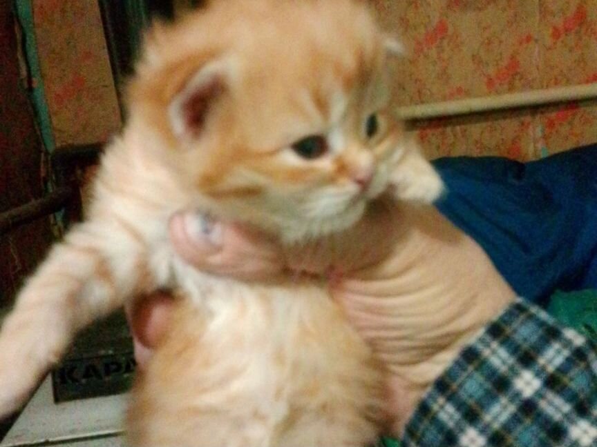Котик мальчик рыженький