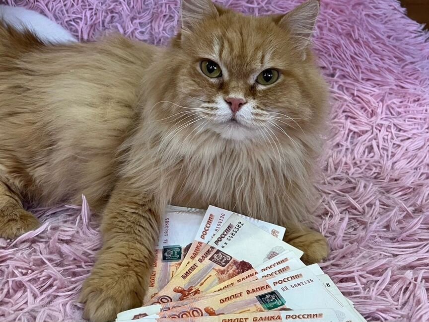 Красавица Рыжулька ищет ответственных родителей