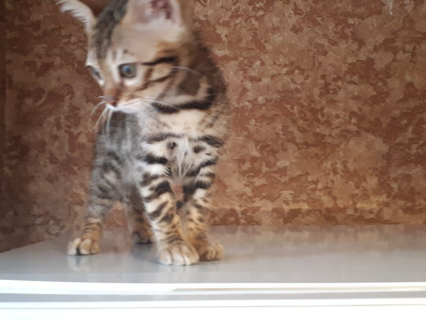 Бенгальчики 24.01.2024г.р