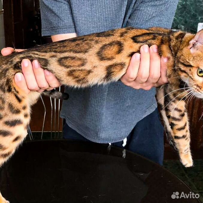 Бенгальская кошка от клубных родителей (1г2мес)