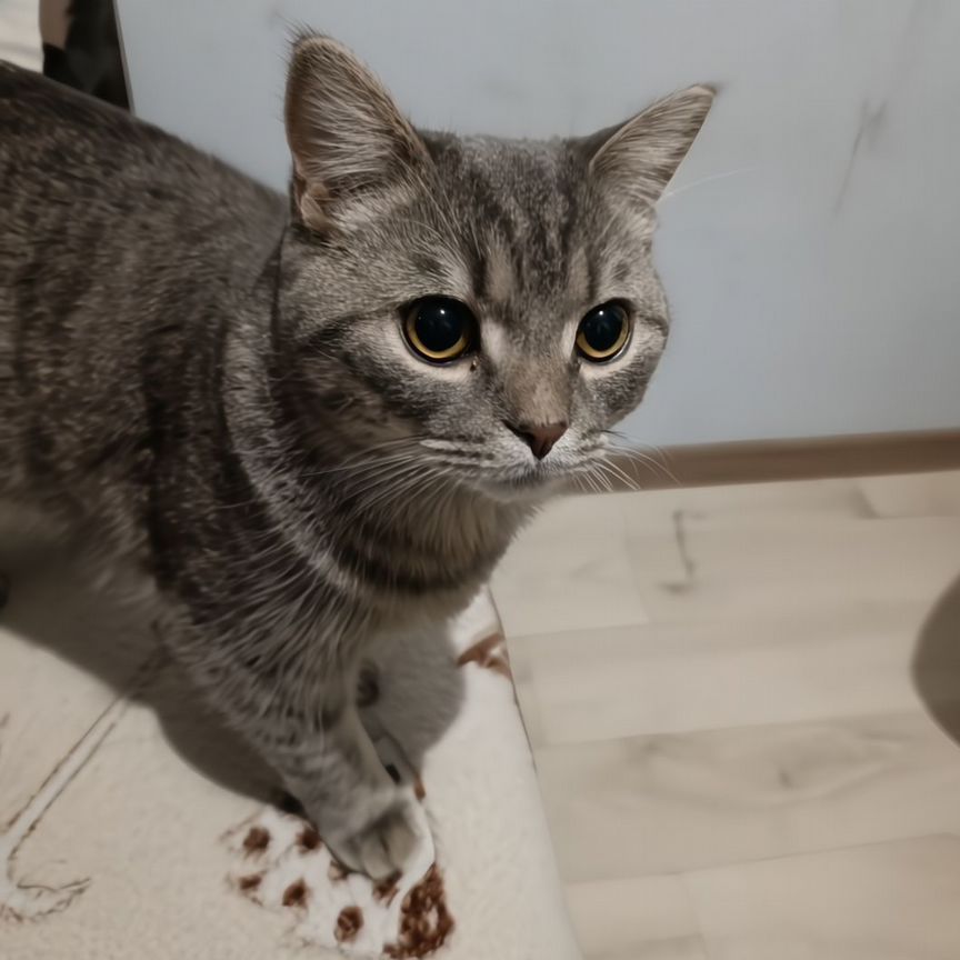 Британский короткошёрстный, взрослый кот