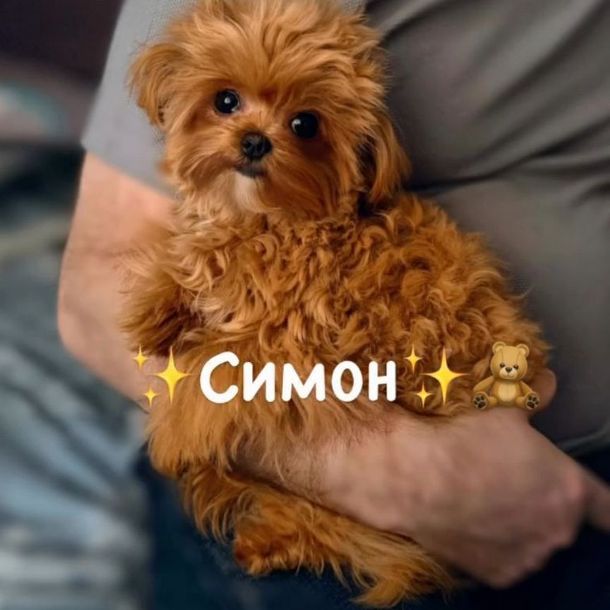 Мальтипу, щенок