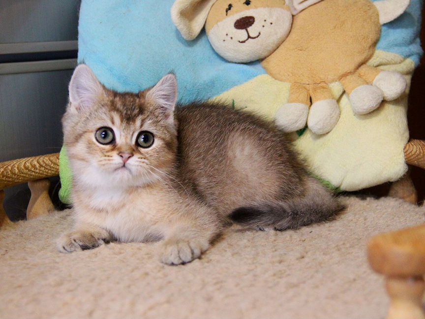 Остин - золотой котик