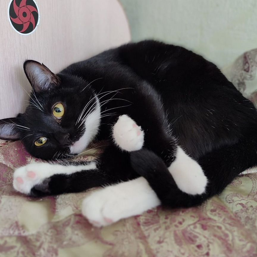 Кошка молодая бесплатно