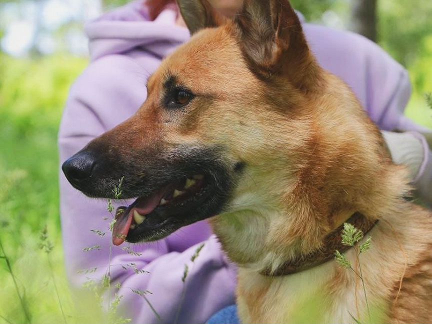 Собака из приюта ищет хозяина