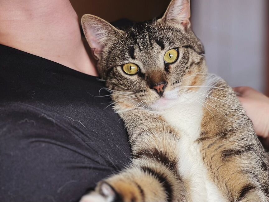 Котенок в добрые руки мальчик 10 месяцев