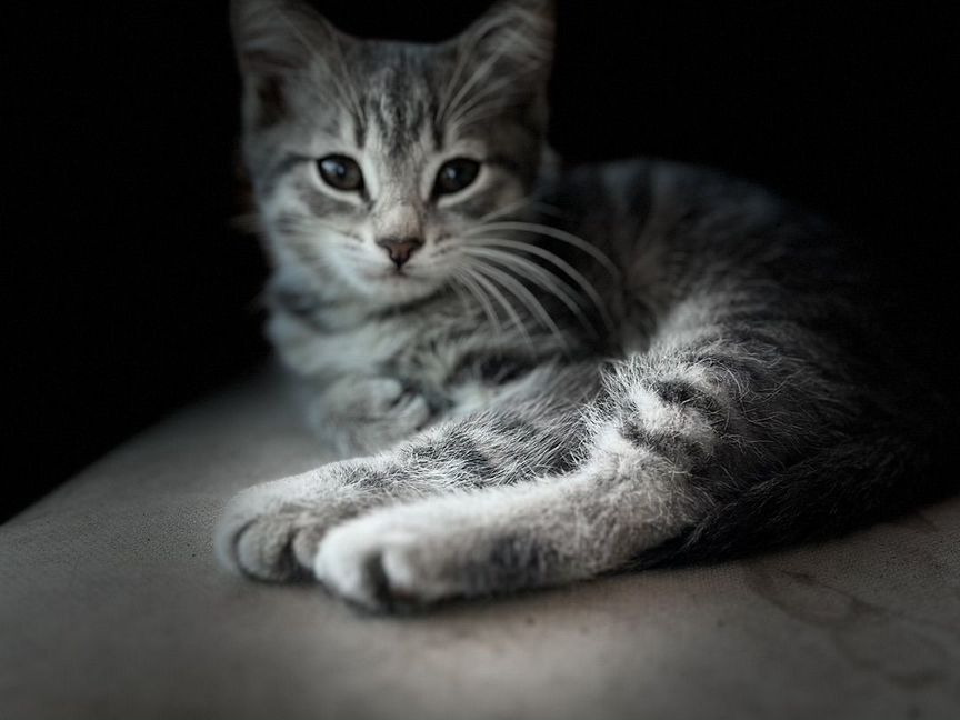 Кошка