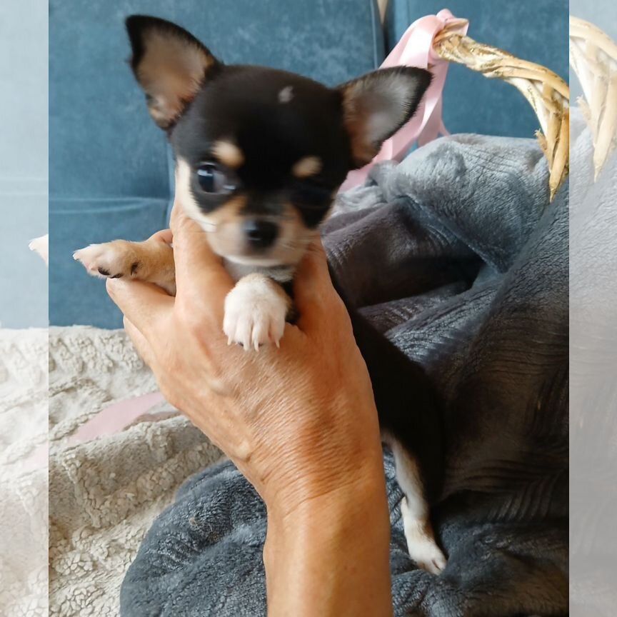 Чихуахуа, щенок