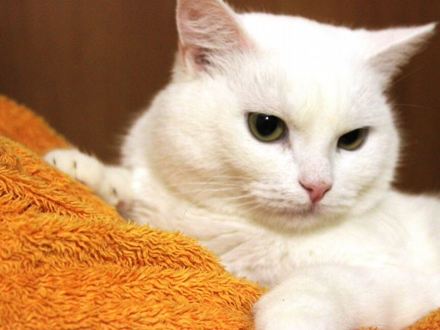Белоснежная кошечка Белка