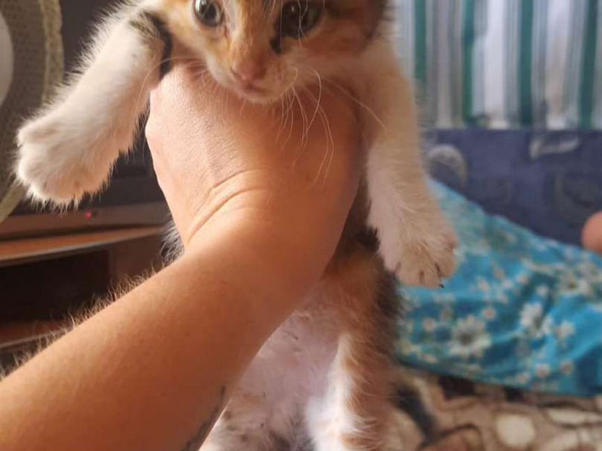 Кошка трехцветная отдам