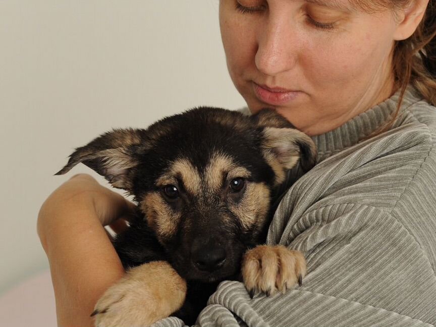Маленькая собака щенок рождена в авгусе ищет дом