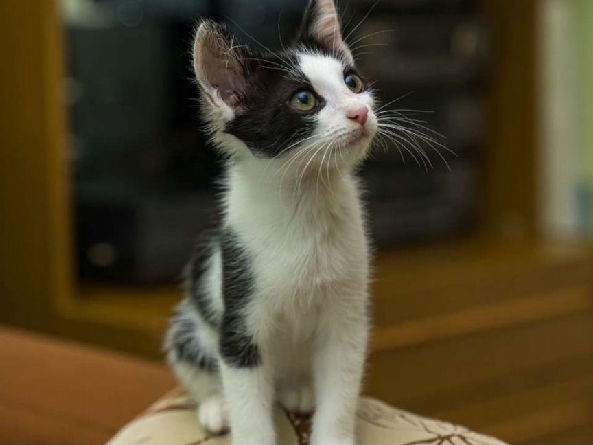 Котёнок от домашней кошечки в добрые руки