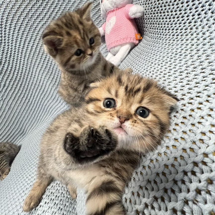 Вислоухие котята